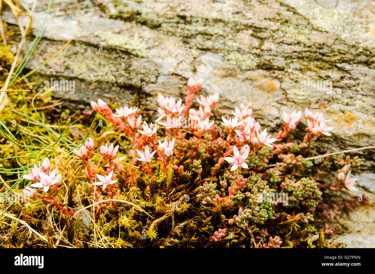 Saxifrage saxifraga hi-res stock photography and images - Alamy