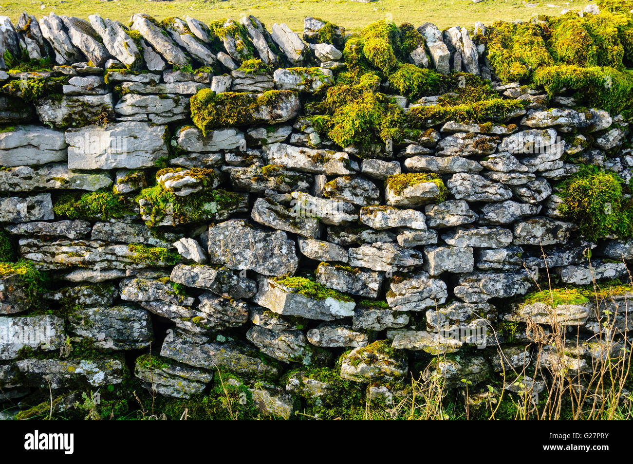 Mossy dry-stone wall above Malham in the Yorkshire Dales National Park ...