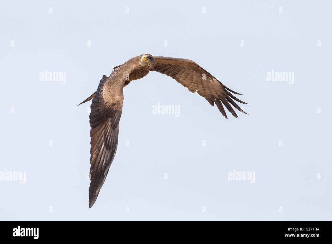 Yellow-billed Kite (Milvus aegyptius) in flight, Southern Province ...