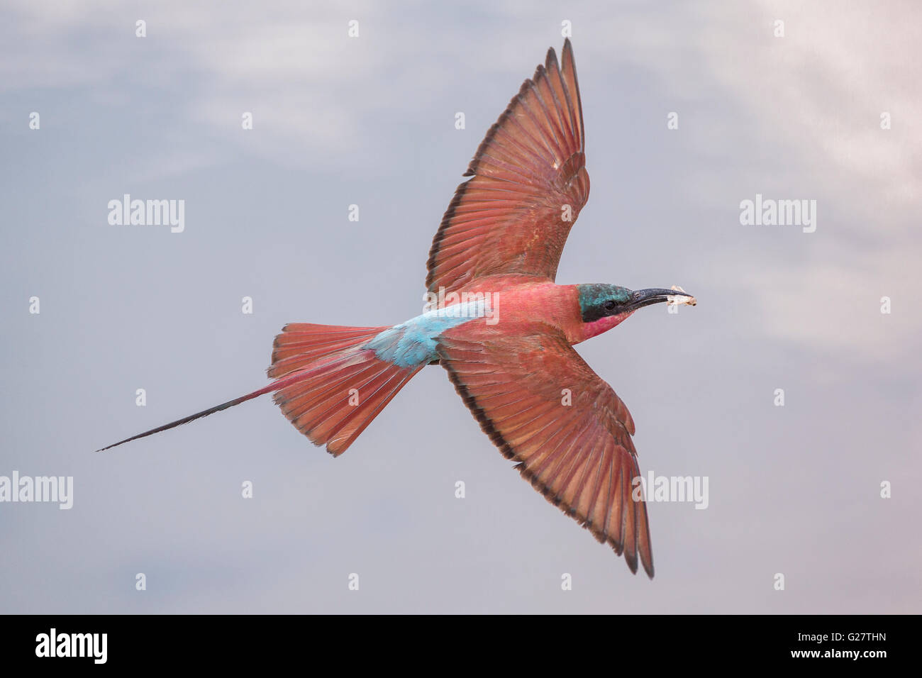 Northern Carmine Bee-eater (Merops nubicus) in flight, Southern ...