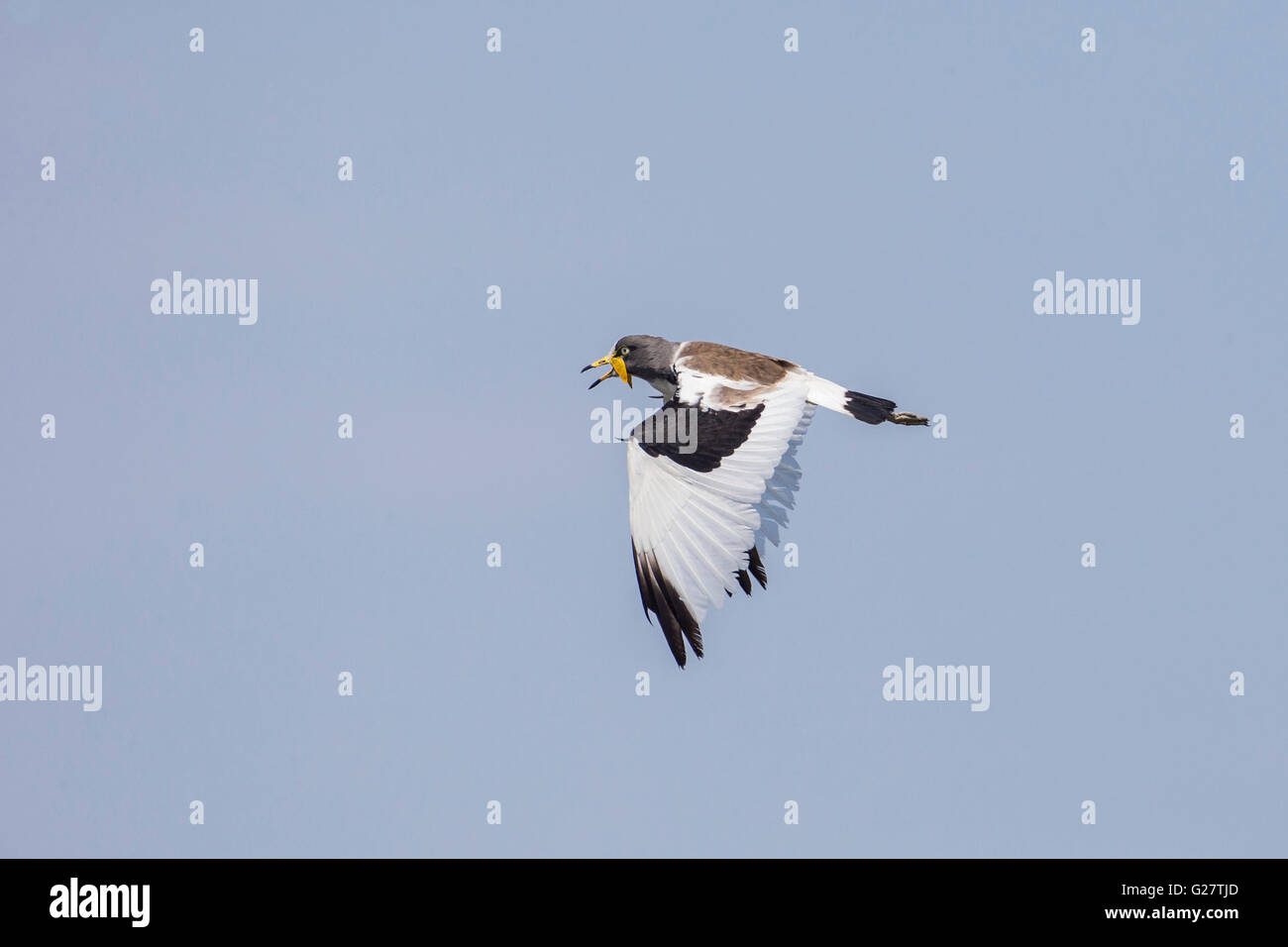 White-crowned Lapwing (Vanellus albiceps) in flight, Southern Province ...