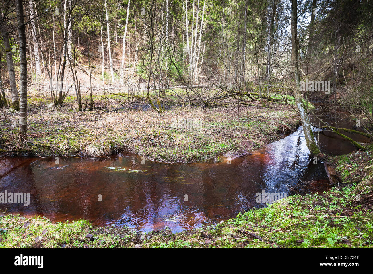 Forest with small river hi-res stock photography and images - Alamy
