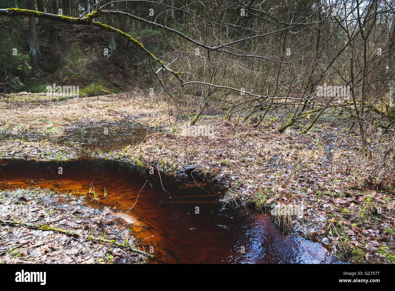 Small stream through trees hi-res stock photography and images - Alamy