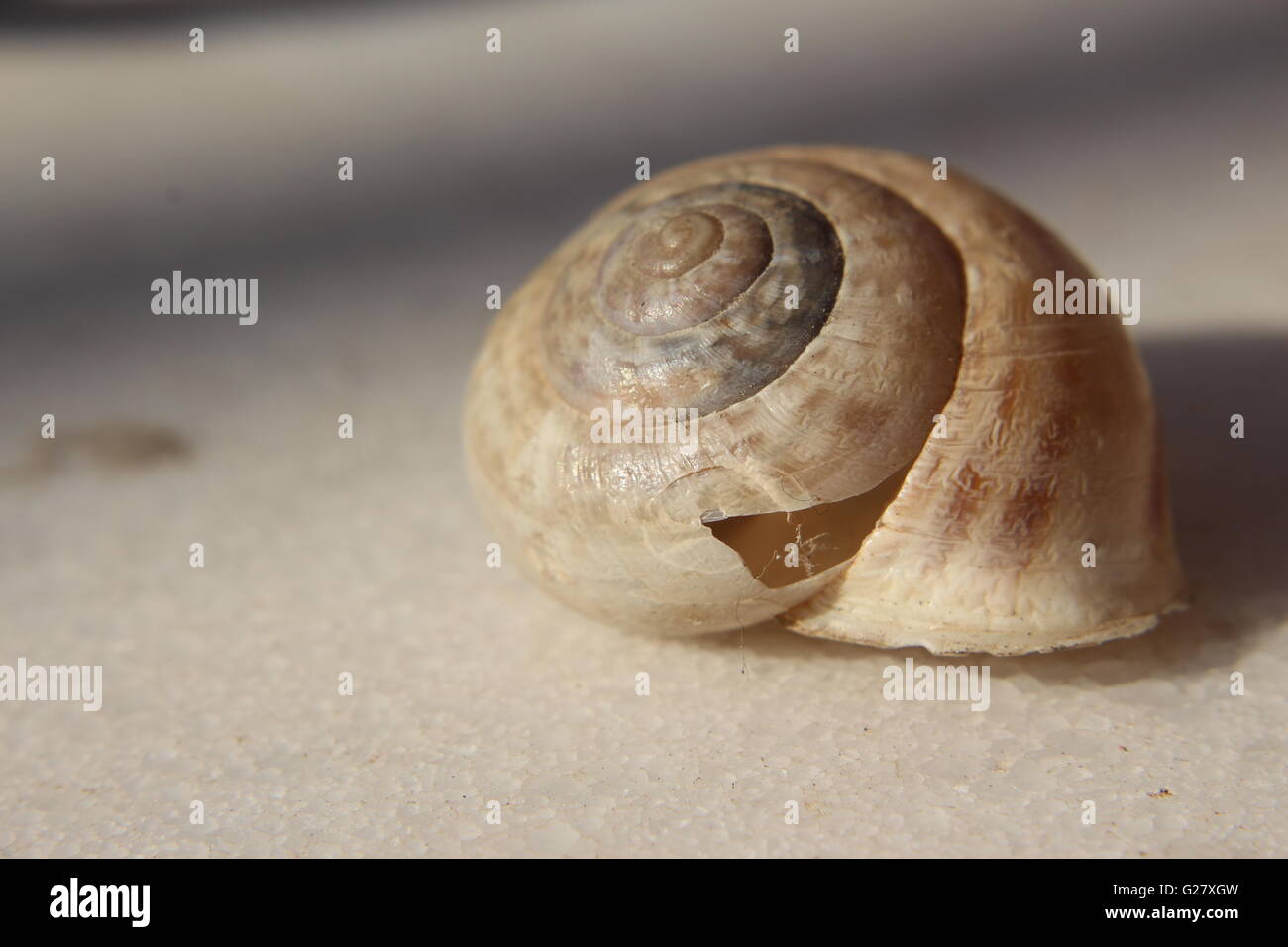Empty snail shell hi-res stock photography and images - Alamy