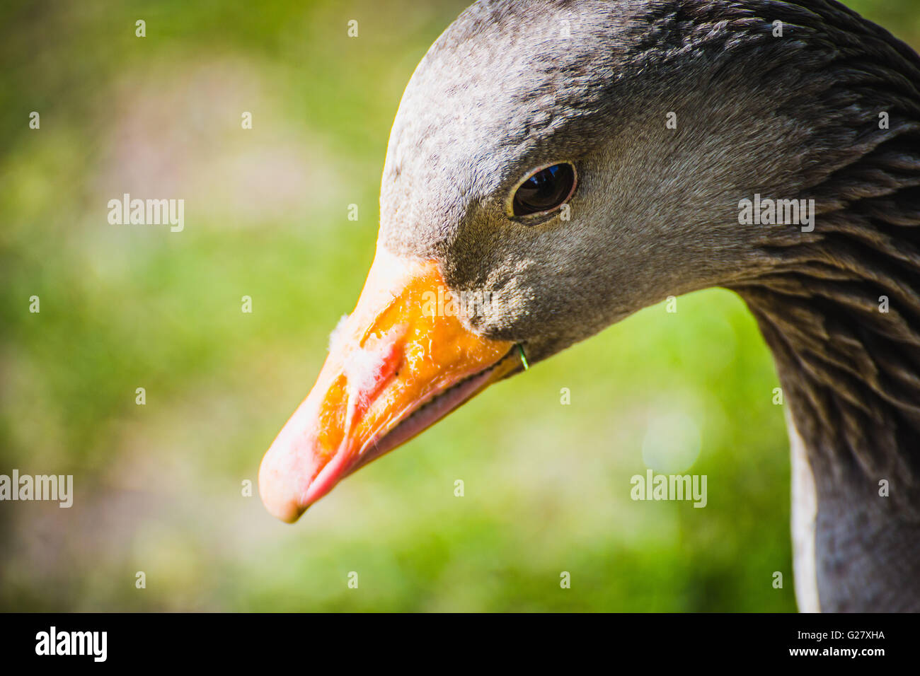 close up Detail picture of goose outdoors Stock Photo - Alamy