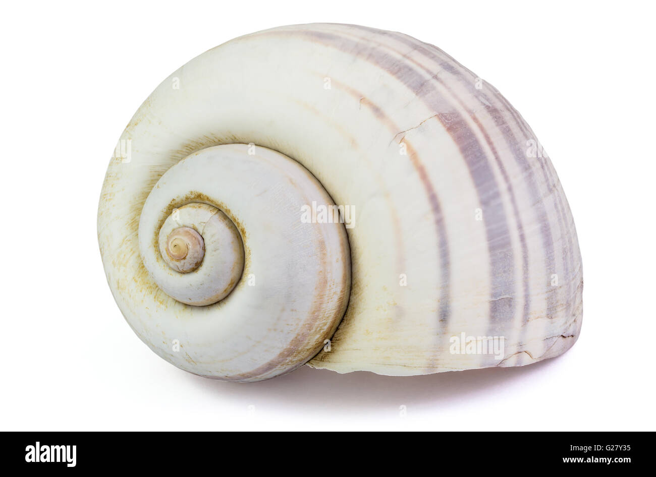 Single shell isolated on white background and clipping path Stock Photo ...