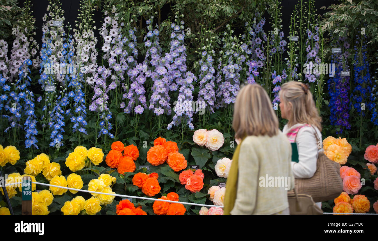 Delphiniums and begonia display hi-res stock photography and images - Alamy