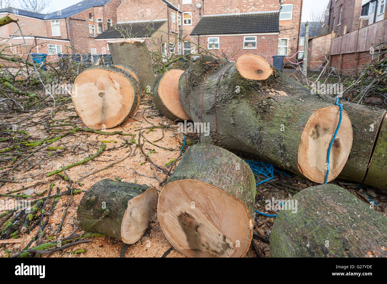 Cut Down Trees Stock Photos & Cut Down Trees Stock Images - Alamy