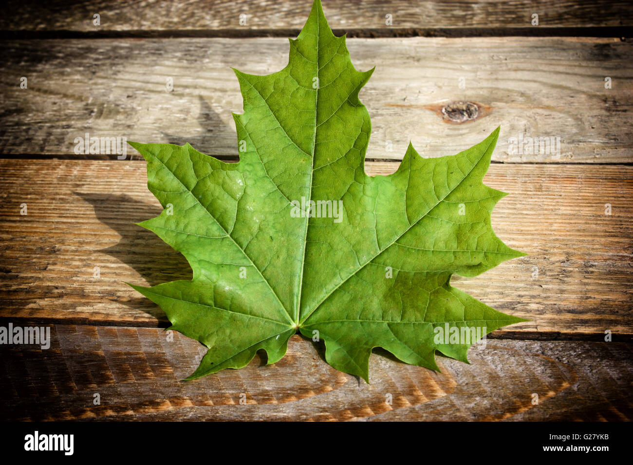 Old brown maple leaf hi-res stock photography and images - Alamy