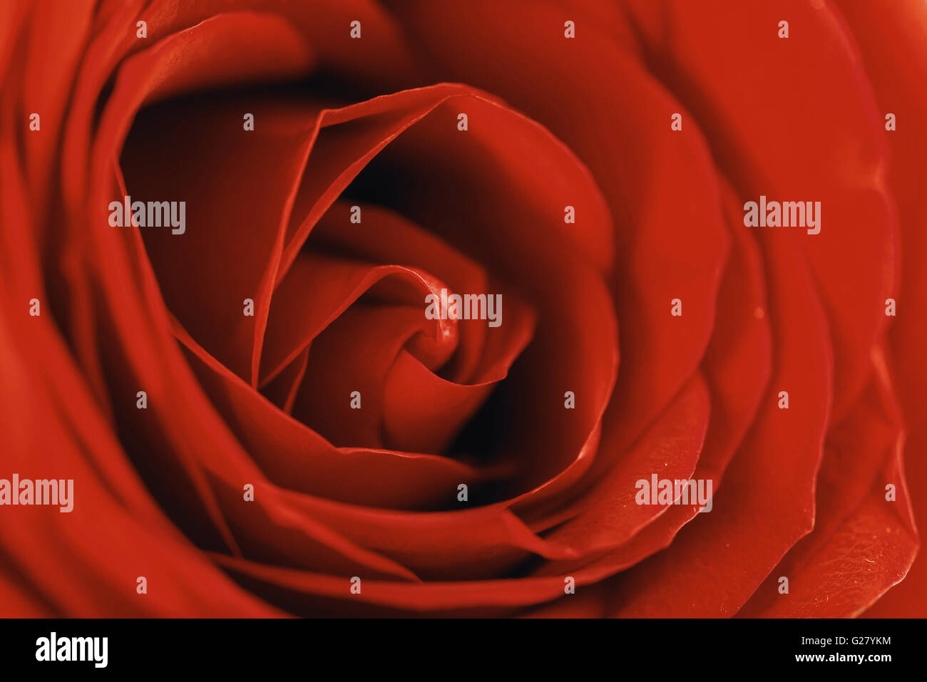 Romantic Red Rose Inside Abstract Stock Photo - Alamy