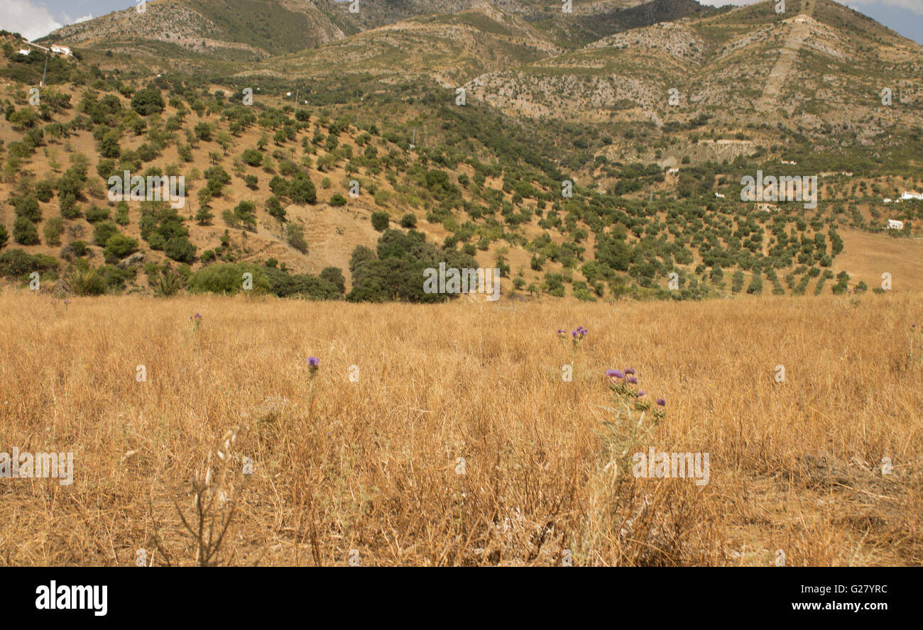 Countryside malaga hi-res stock photography and images - Alamy