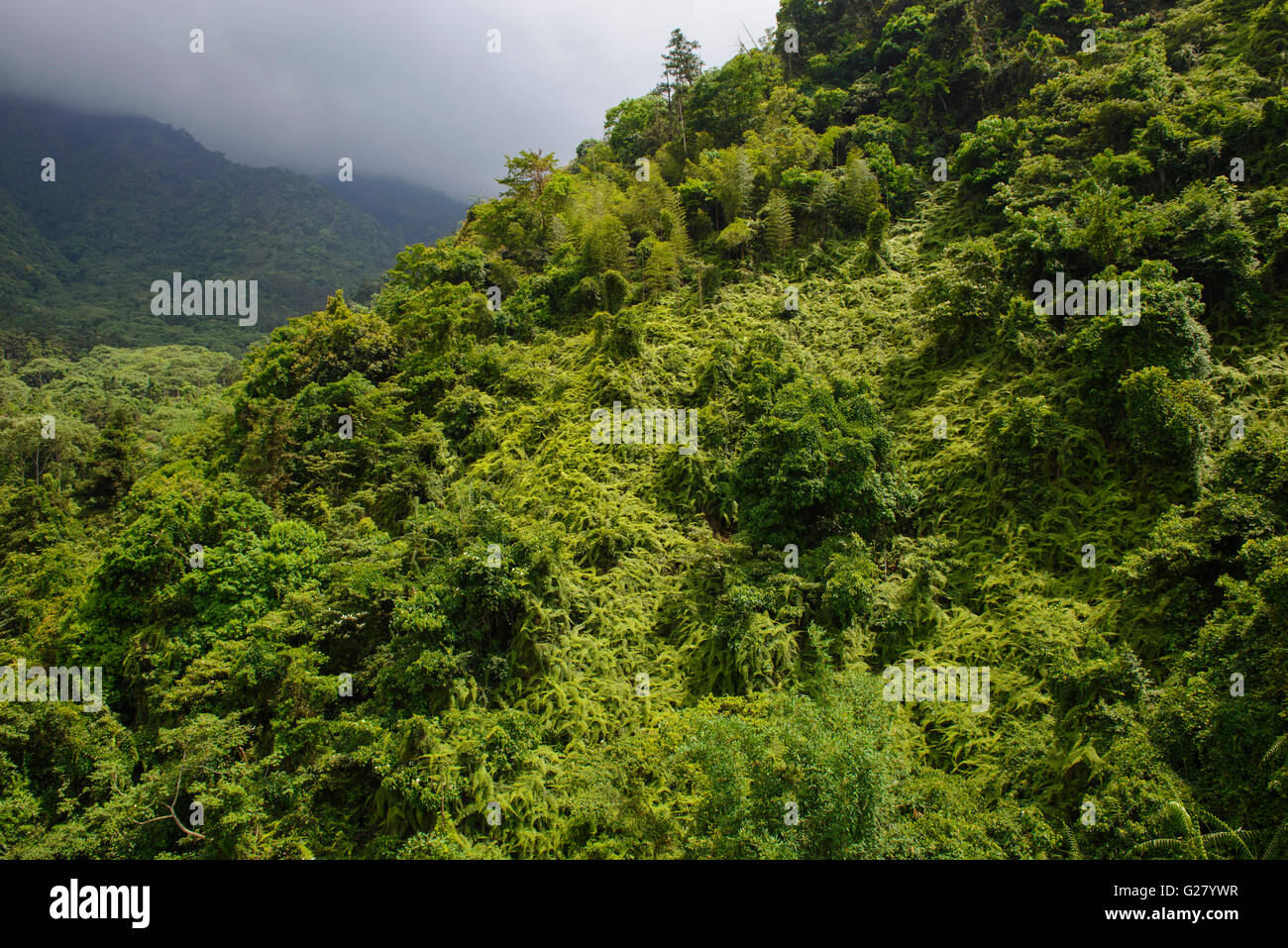 Crowded forest hi-res stock photography and images - Alamy