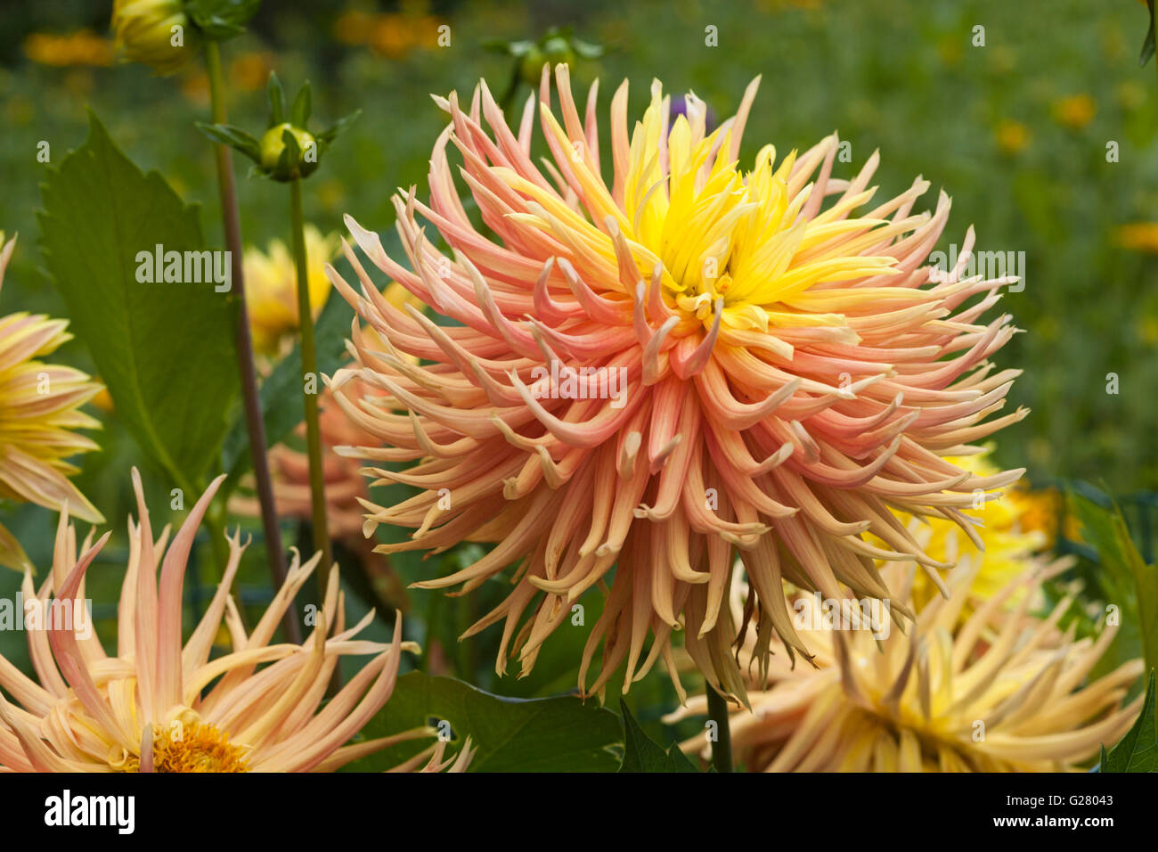 Dahlia nancy hi-res stock photography and images - Alamy
