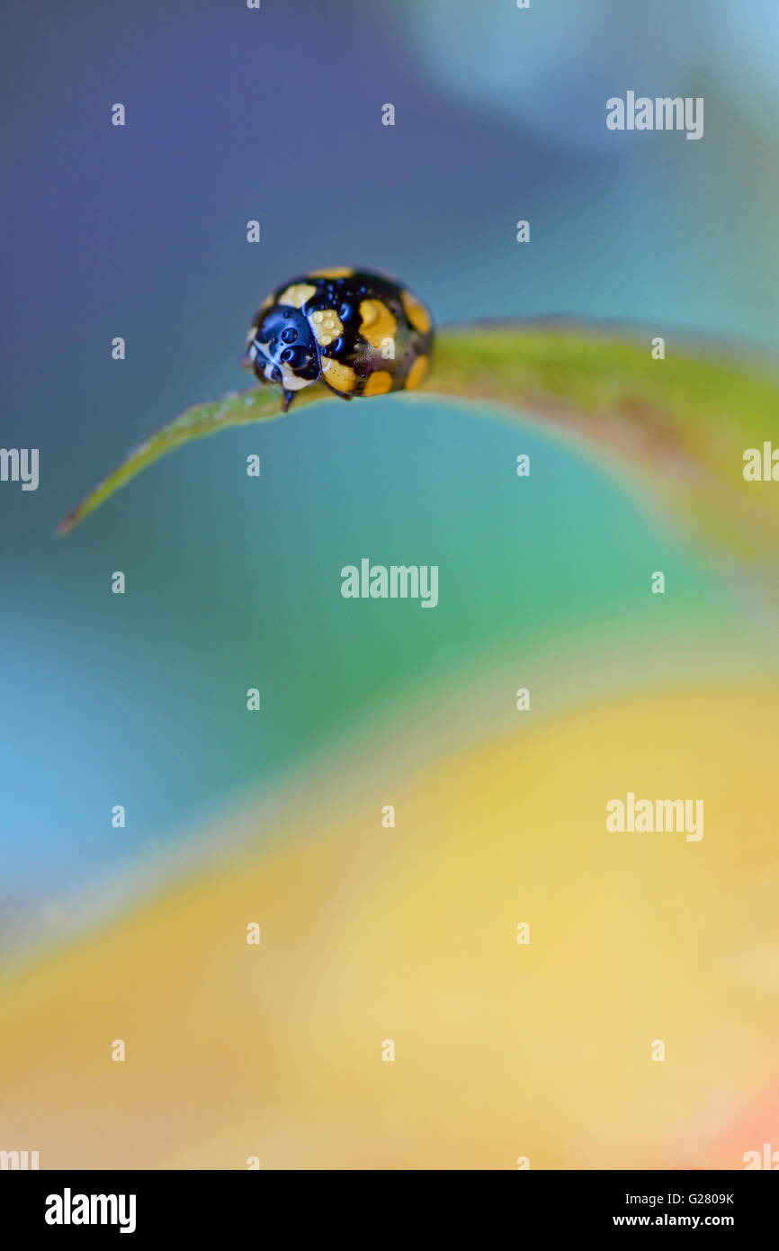 close up of an yellow ladybug with water drops Stock Photo - Alamy