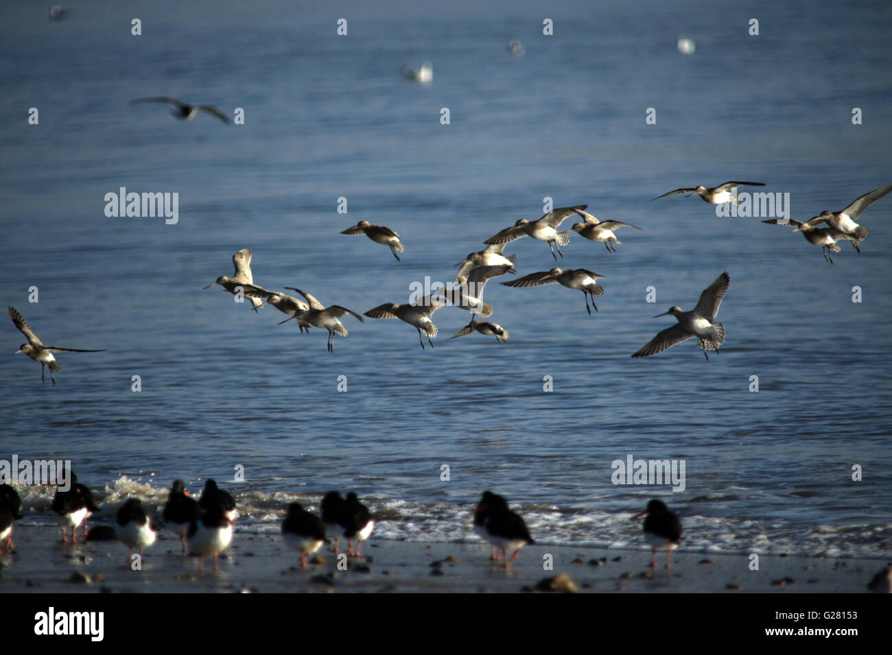 with outspread wings a flock of dunlin land at the water's edge to join ...