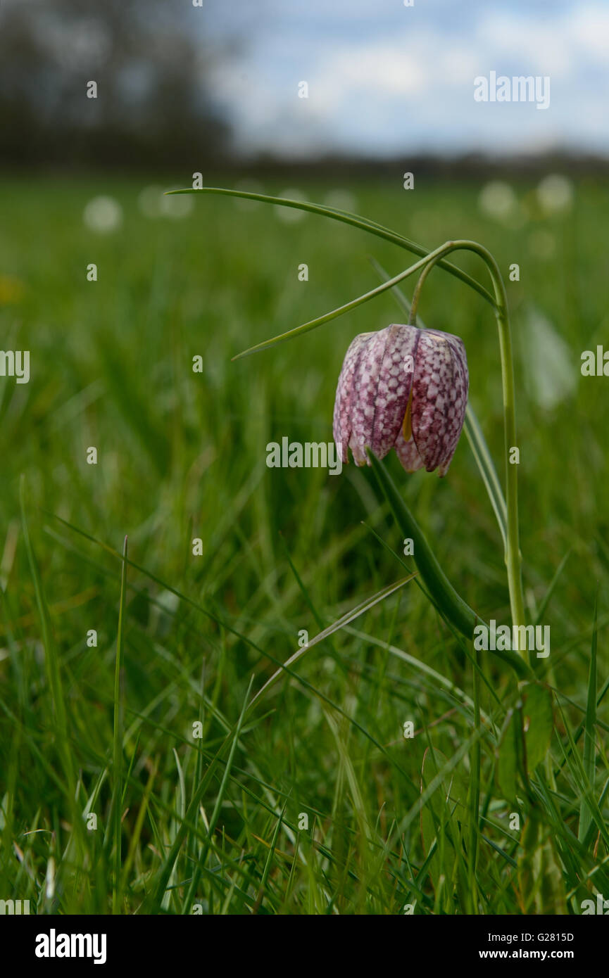 Lugg meadows are the most important surviving Lammas Meadows in the UK ...