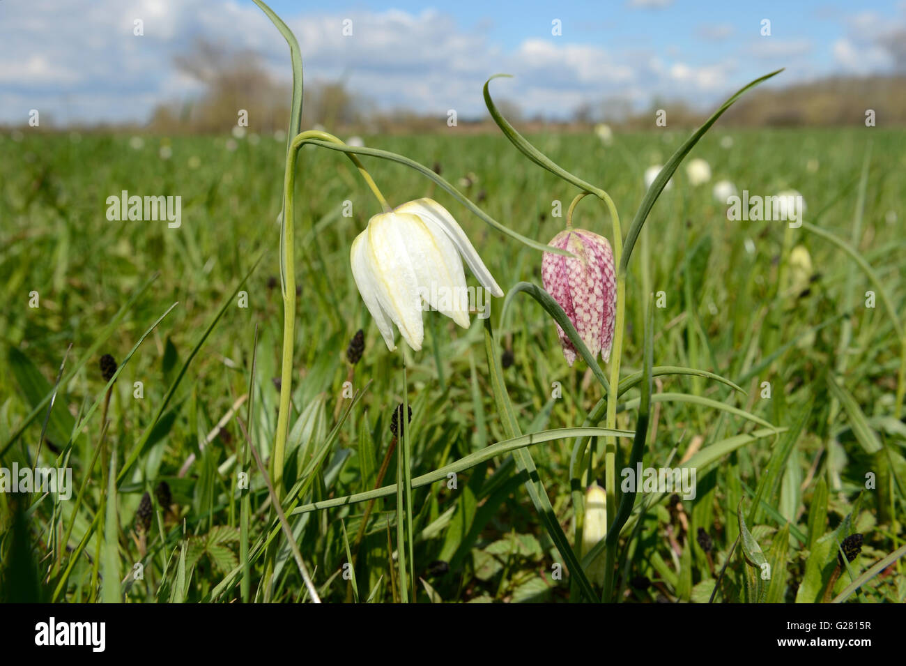 Lugg meadows are the most important surviving Lammas Meadows in the UK ...