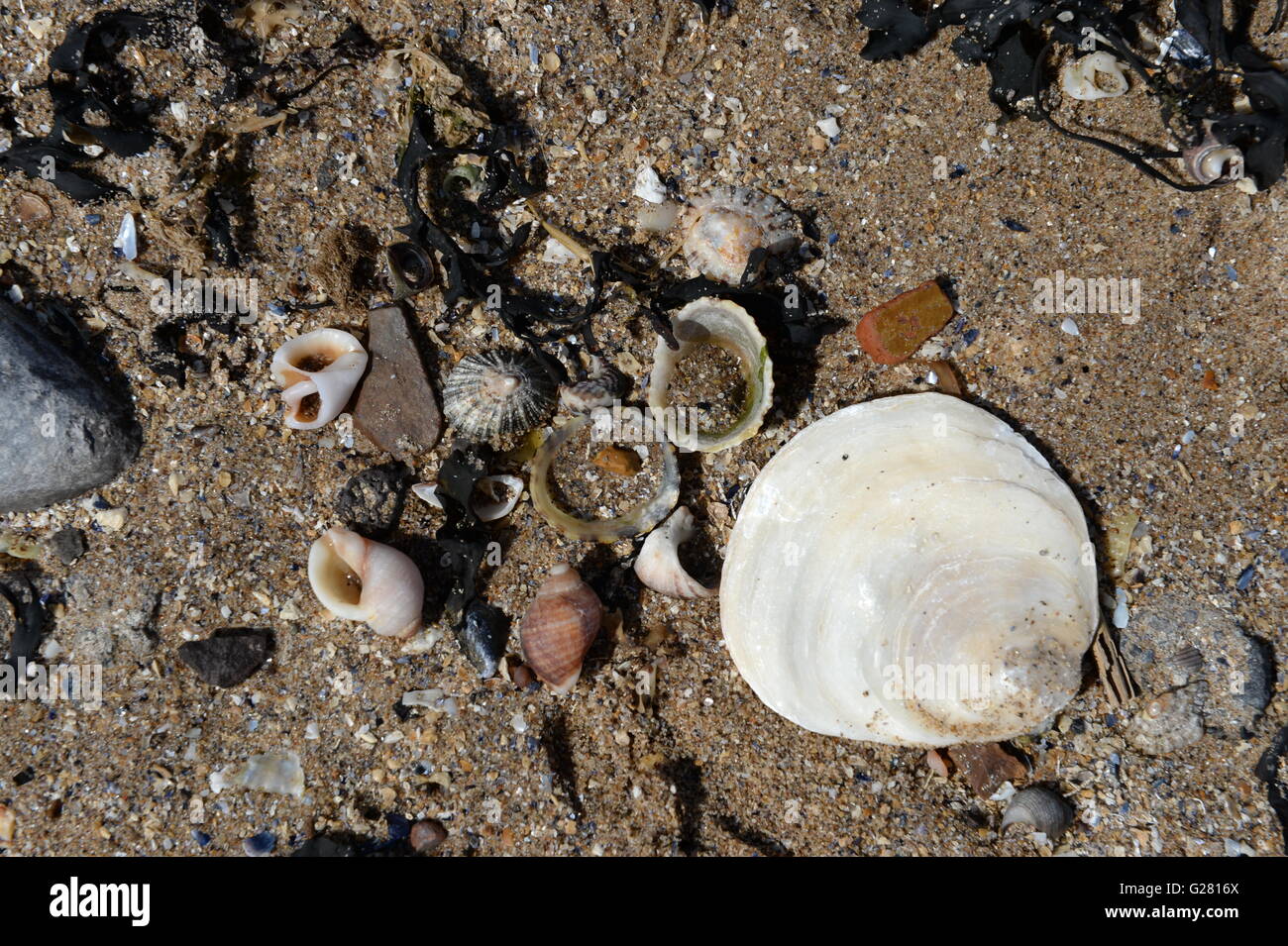 Shells and seaweed on the high tide line Stock Photo - Alamy
