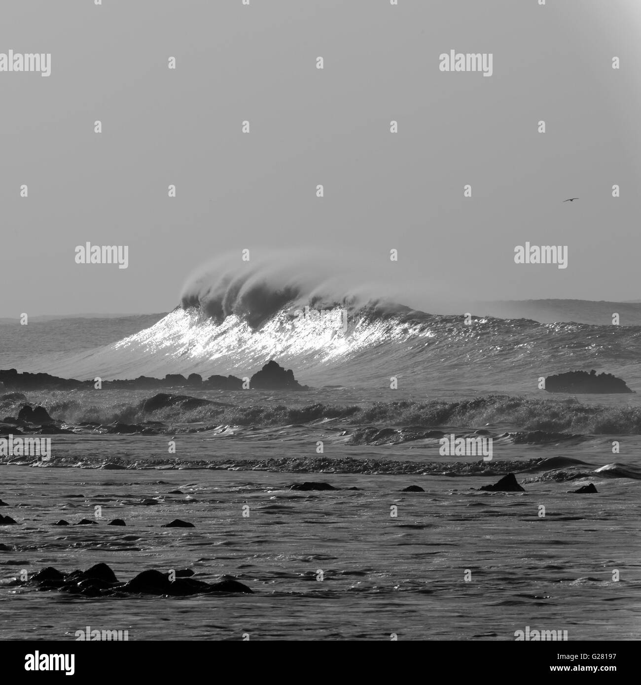 Large rogue wave catching the light on a stormy day on the Gower. Black ...