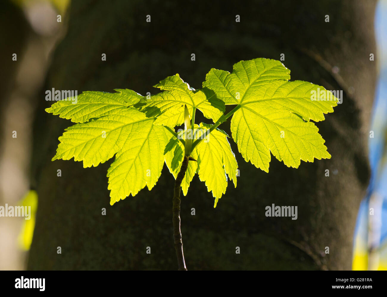 Sycamore leaves hi-res stock photography and images - Alamy
