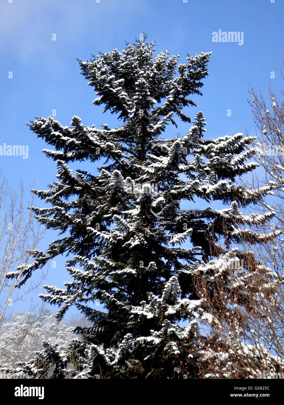 Old conifer mature tree hi-res stock photography and images - Alamy