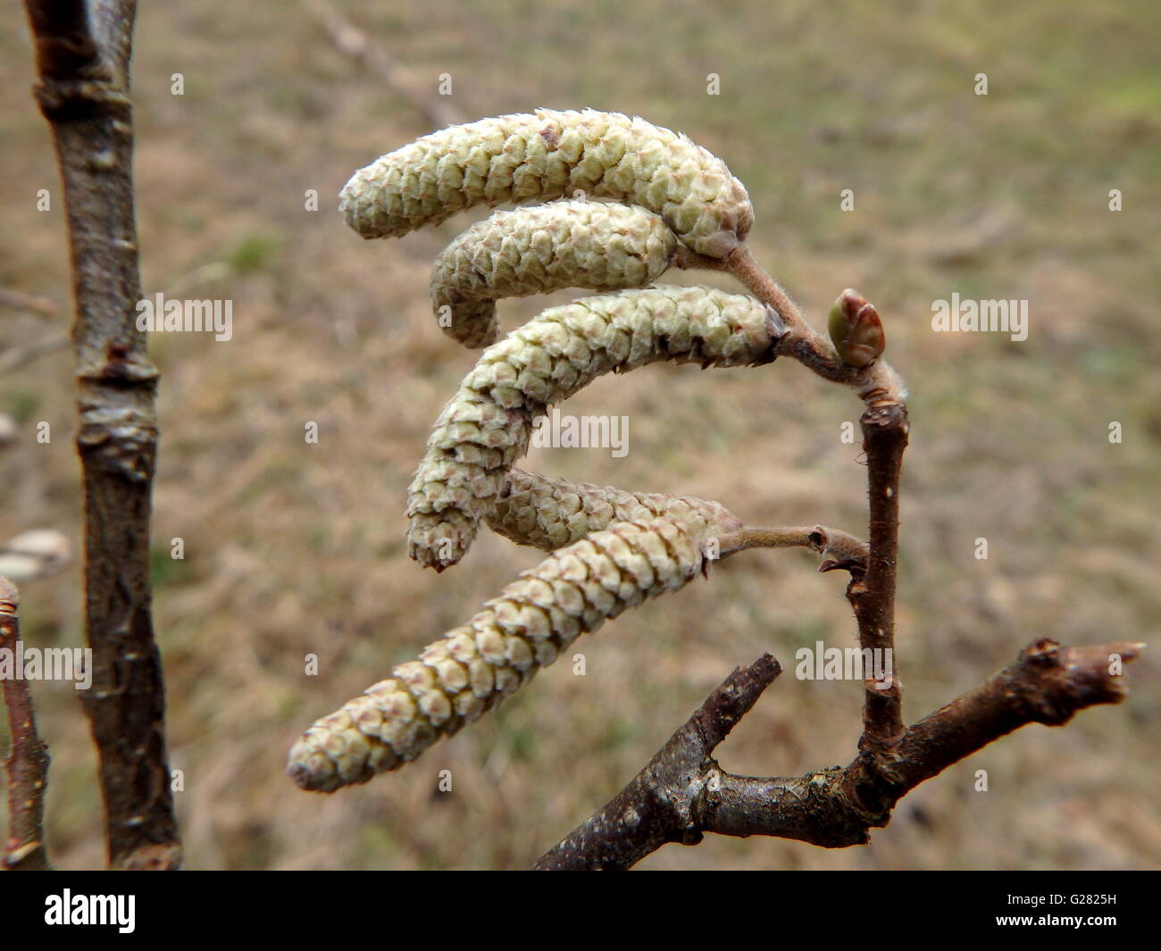 Image of hazel catkins hi-res stock photography and images - Alamy
