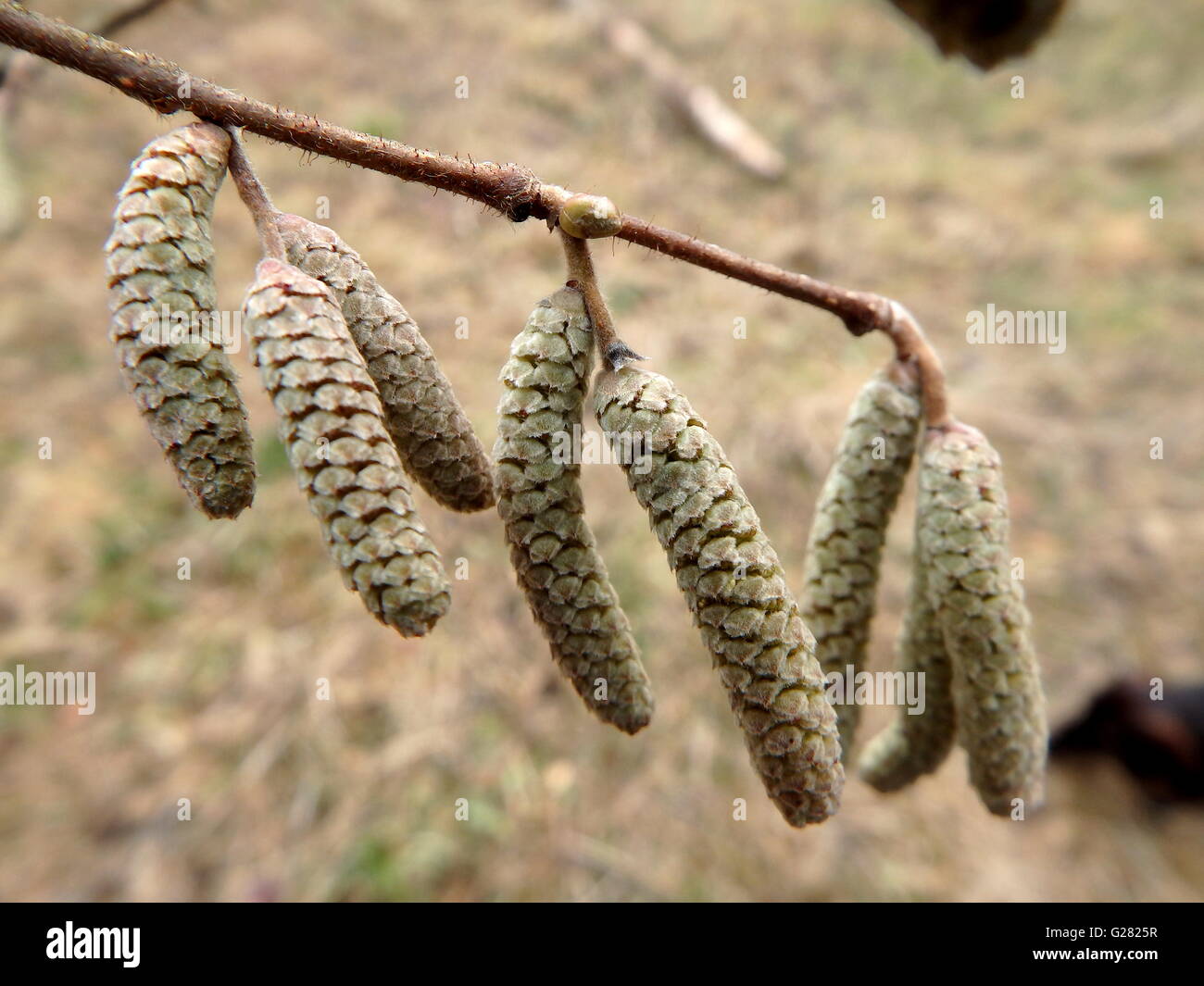 detail hazel catkins, hazel twig,Hazel tree blossom Stock Photo - Alamy