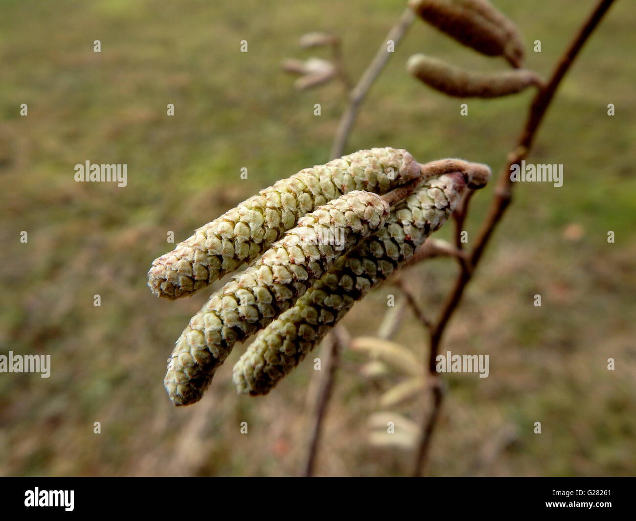 detail hazel catkins, hazel twig,Hazel tree blossom Stock Photo - Alamy