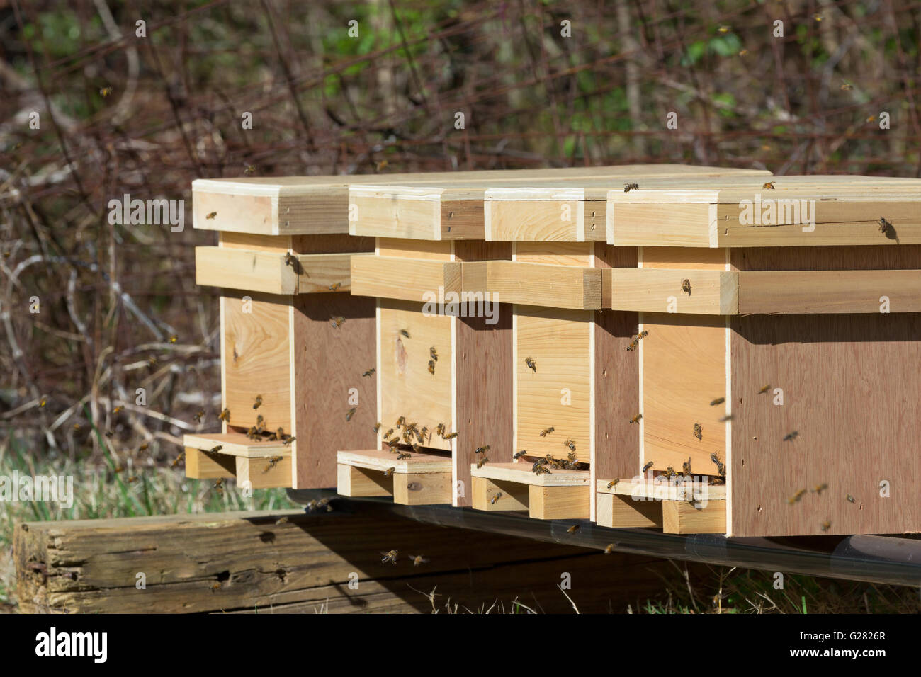 Close up of new honey bee nucleus hives on a stand in an apiary in late ...