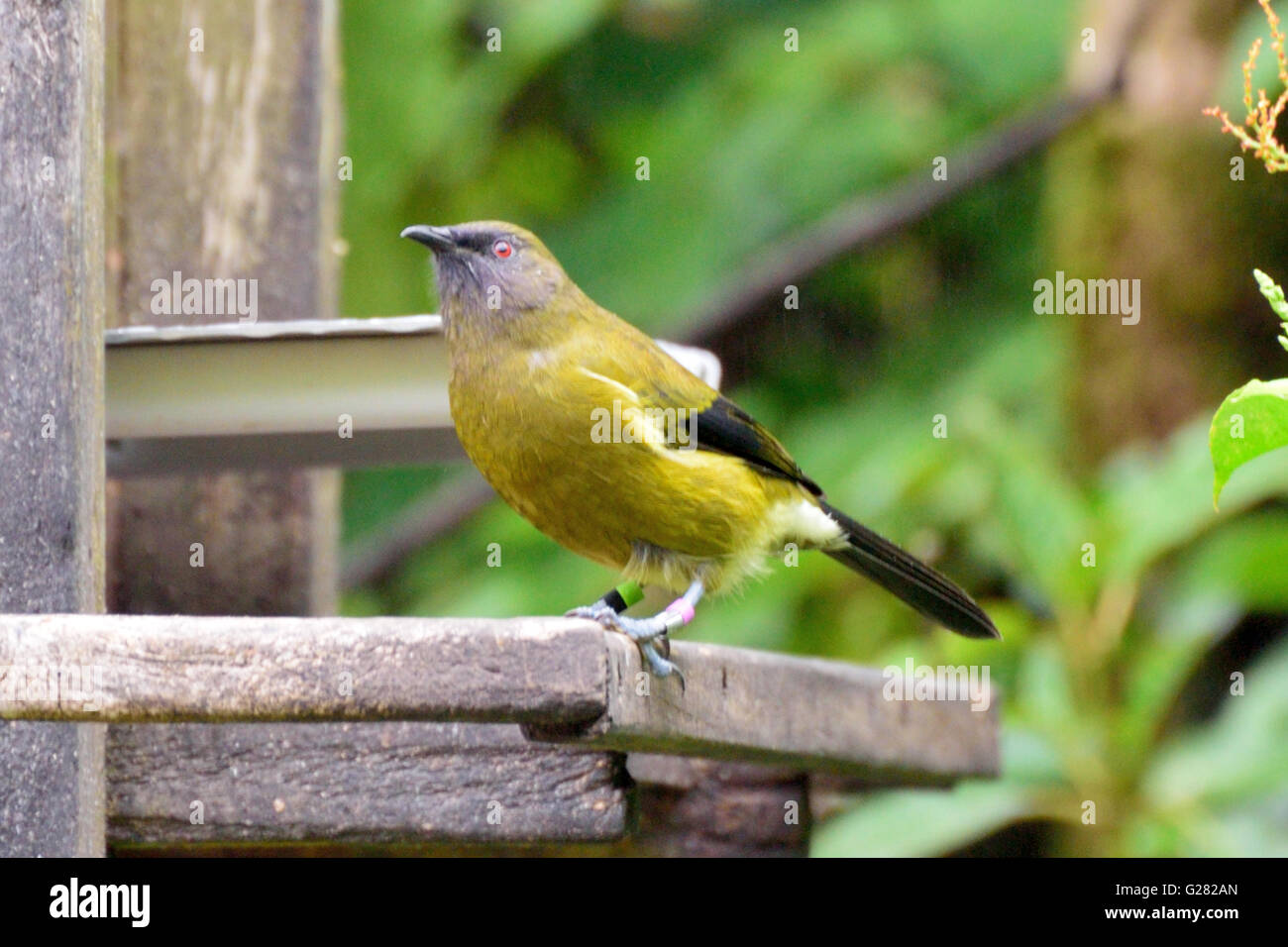 Bellbird hi-res stock photography and images - Alamy