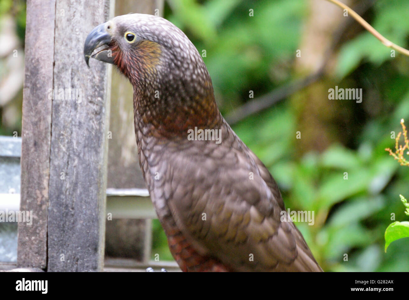 Kaka hi-res stock photography and images - Alamy