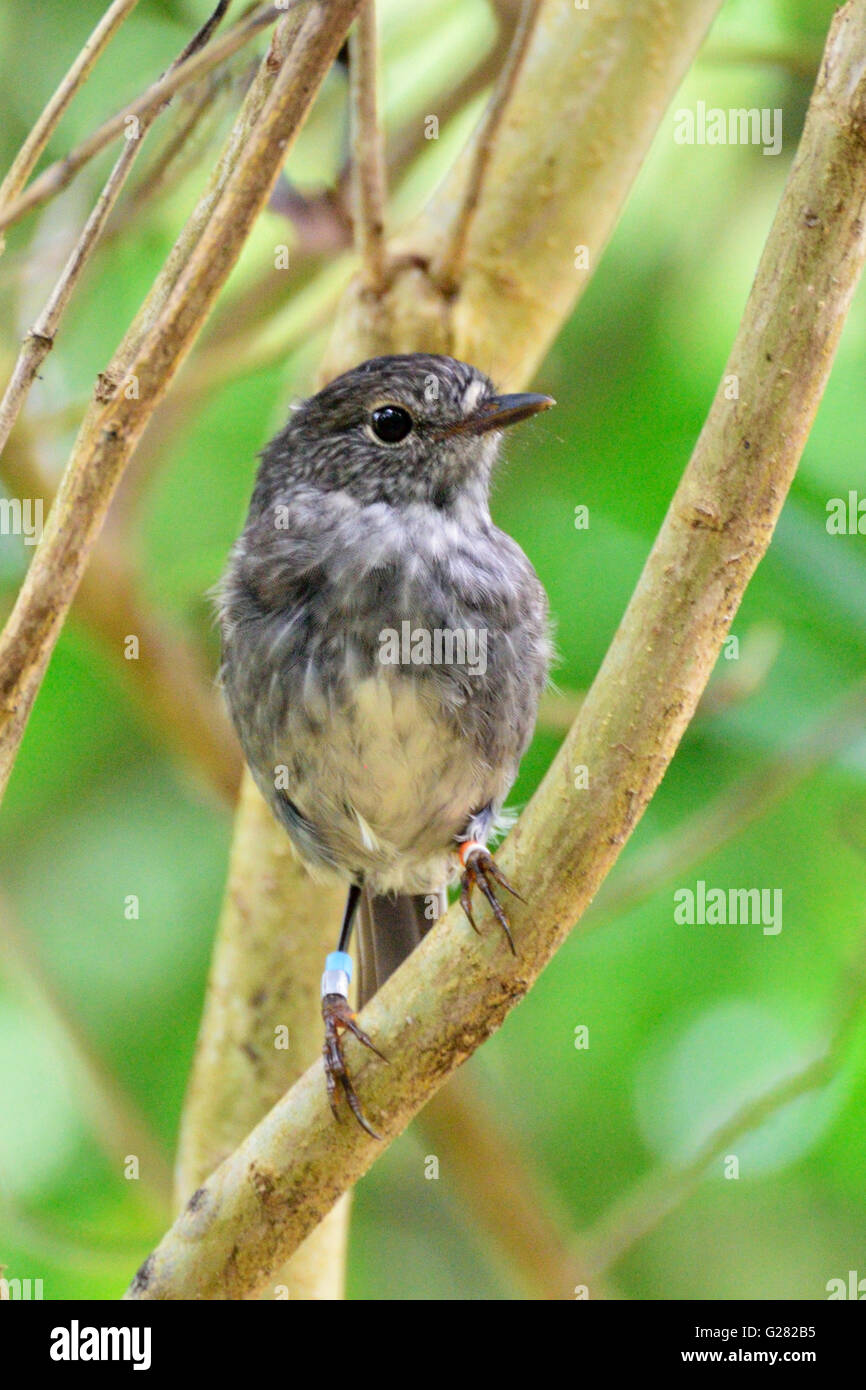 Whitehead hi-res stock photography and images - Alamy
