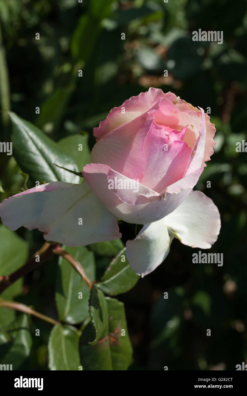 Stipules High Resolution Stock Photography and Images - Alamy