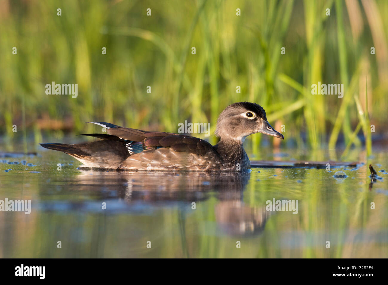 Tree nesting ducks hi-res stock photography and images - Alamy