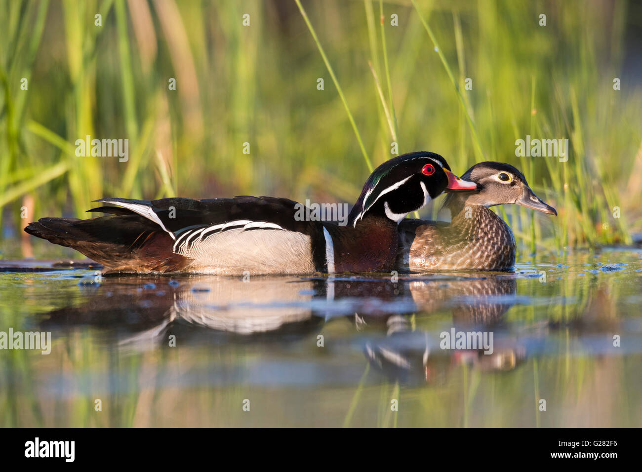 Tree nesting ducks hi-res stock photography and images - Alamy