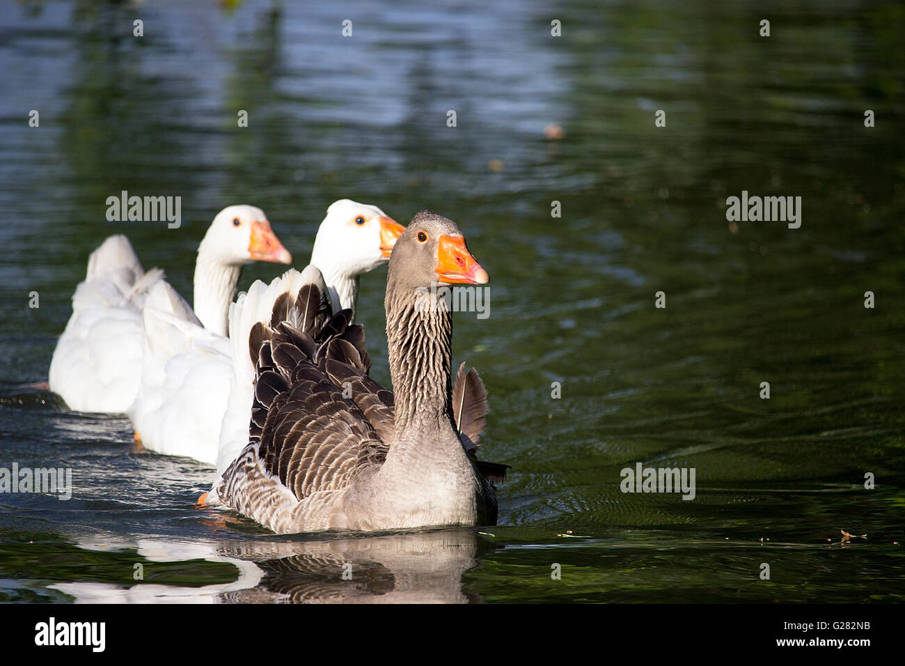 Danube fauna hi-res stock photography and images - Alamy