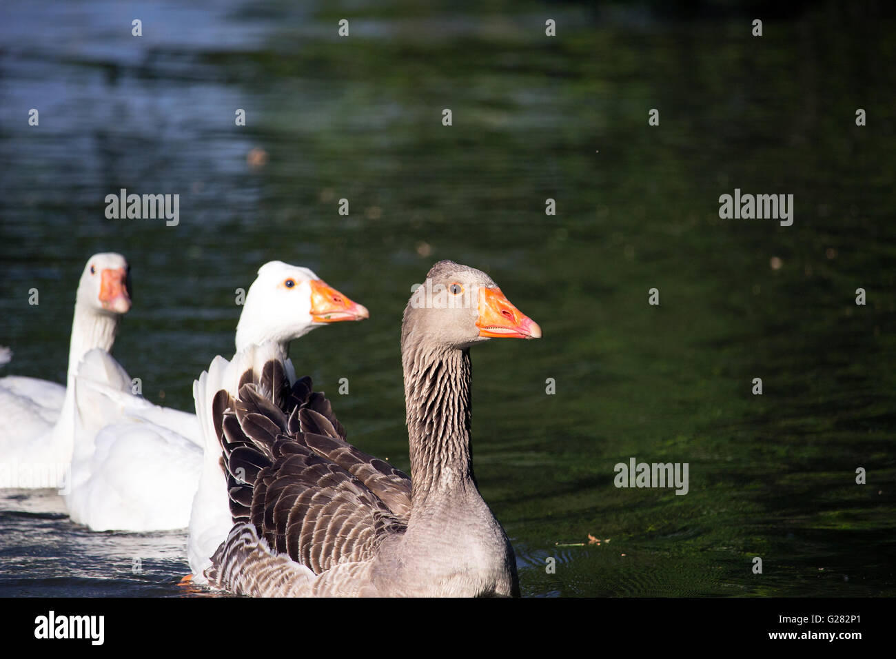 Formes habitat hi-res stock photography and images - Alamy
