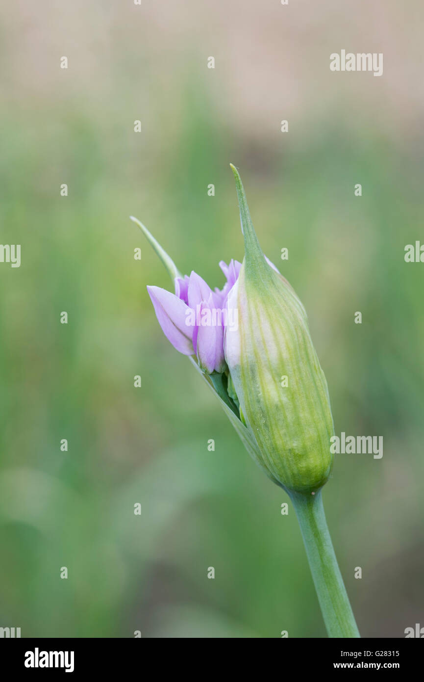 Spring flower buds bud plant green garden hi-res stock photography and ...