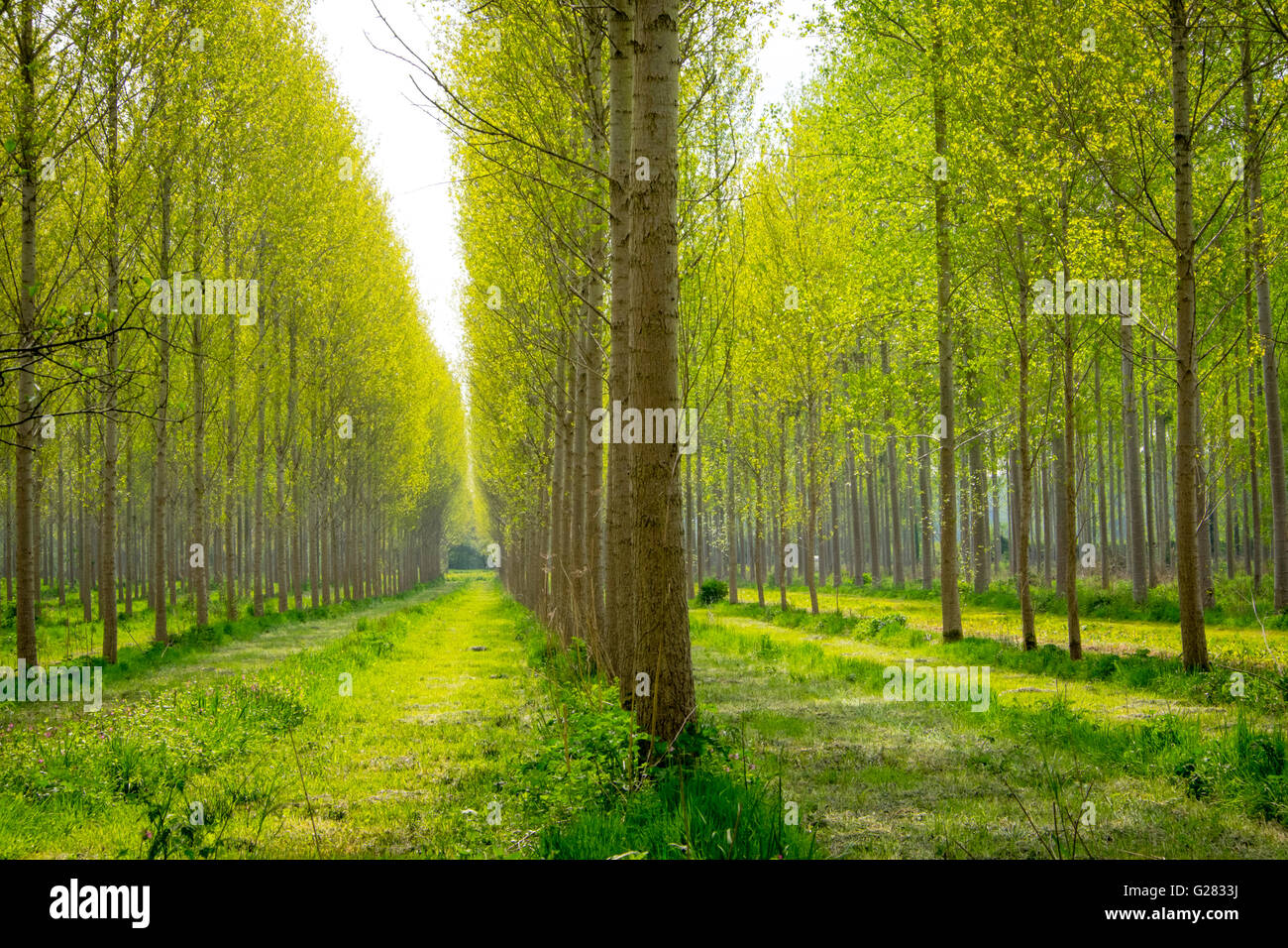 British woodland poplar hi-res stock photography and images - Alamy