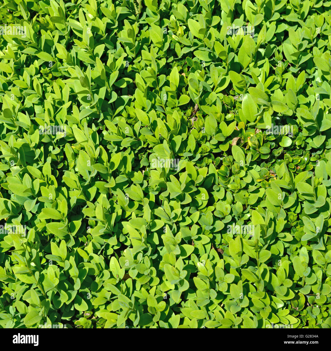 Bright green leaves of box tree bush in sunlight as natural background ...