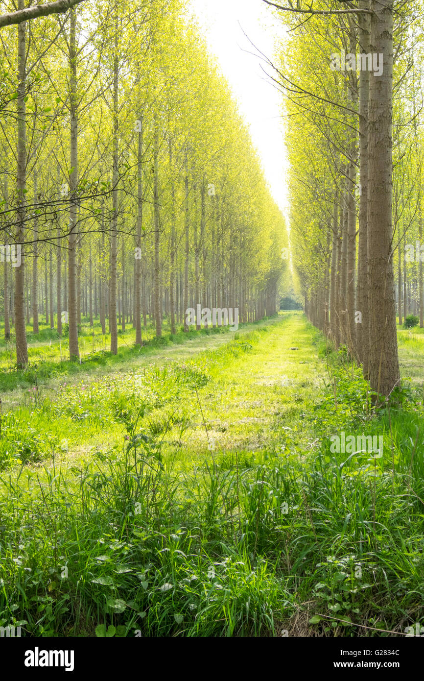 British woodland poplar hi-res stock photography and images - Alamy