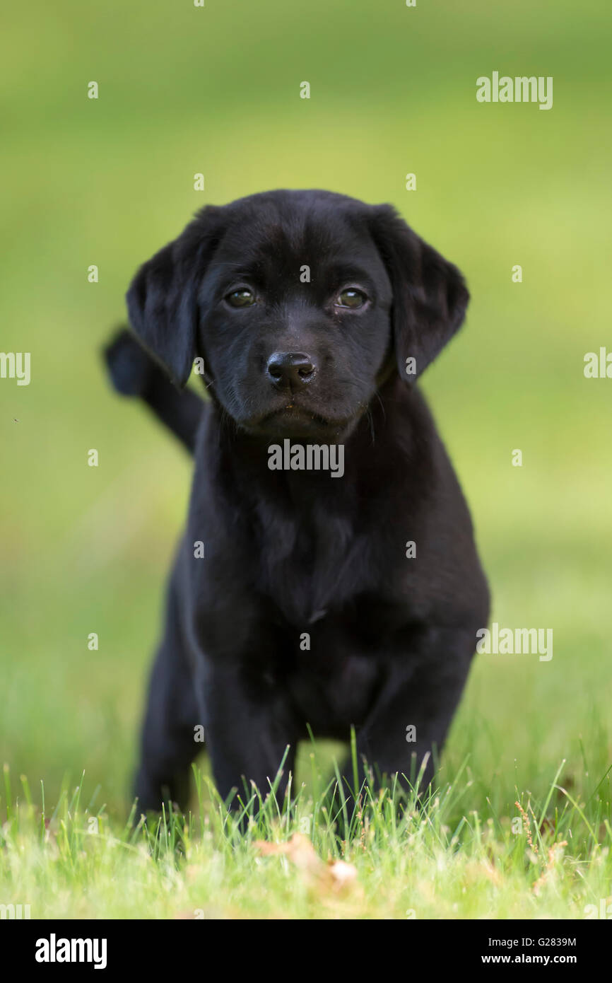 A Black Labrador Retriever Puppy Stock Photo - Alamy