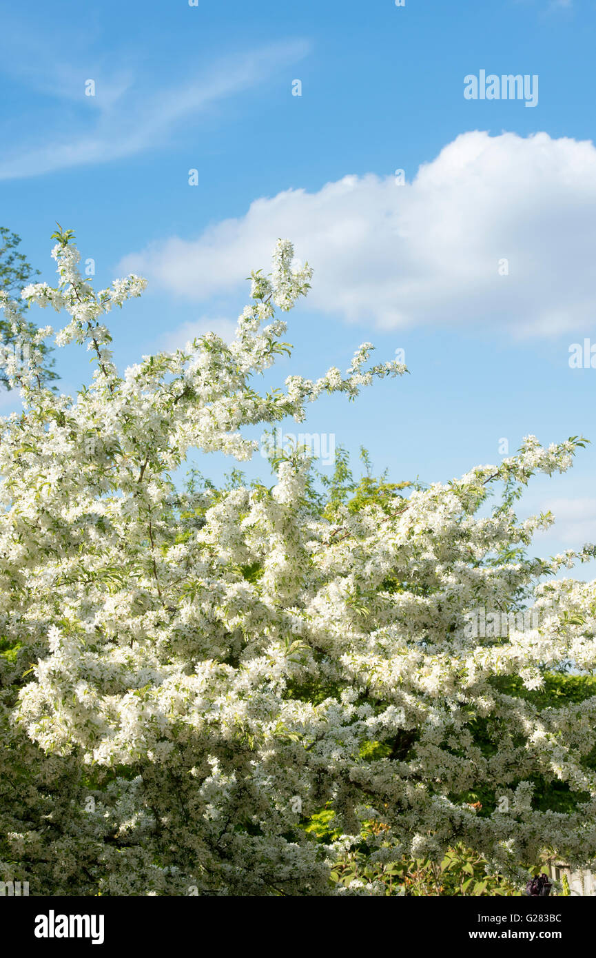 Malus transitoria. Cut leaf crabapple tree in blossom in spring. UK ...