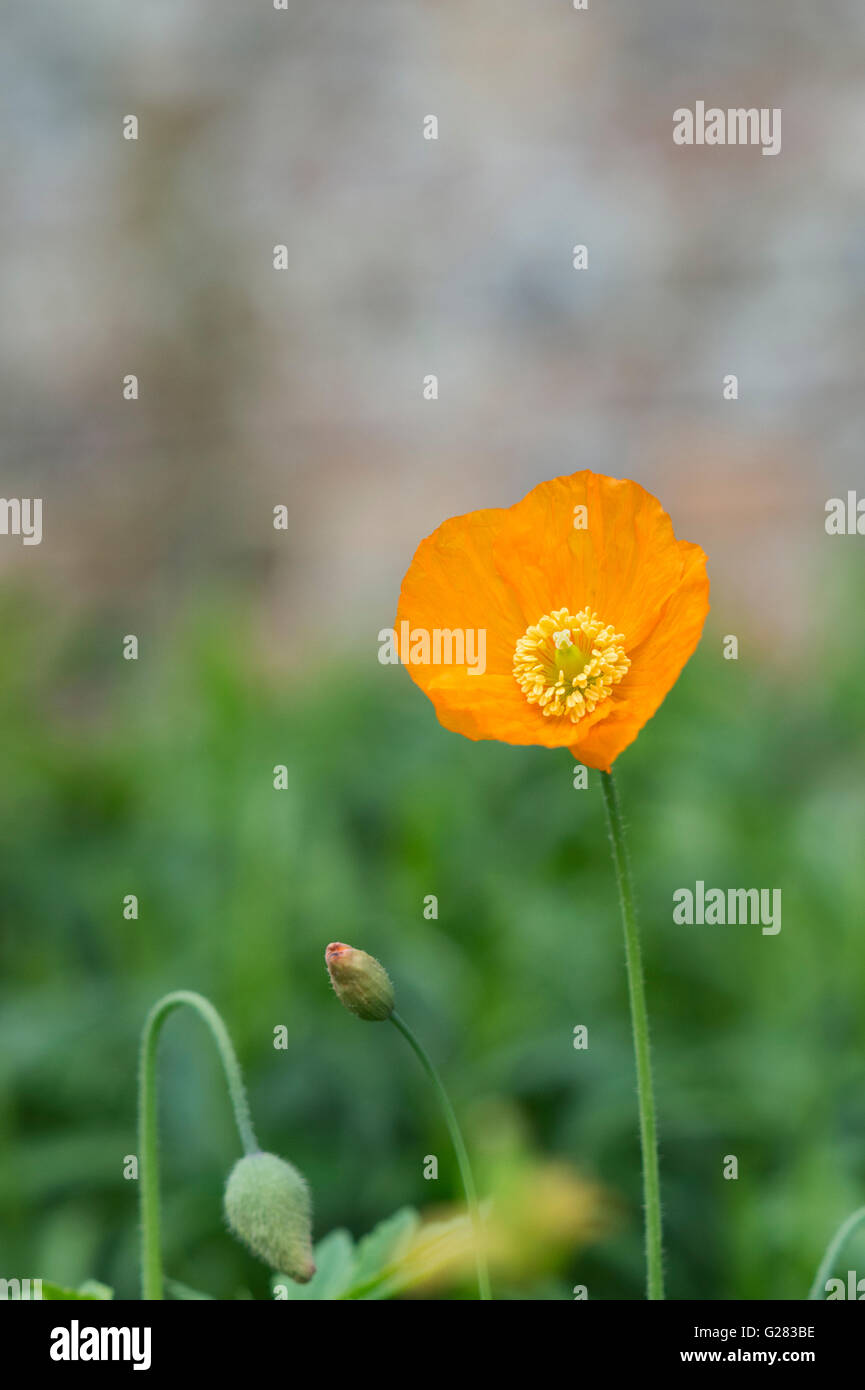 Orange welsh poppy hi-res stock photography and images - Alamy