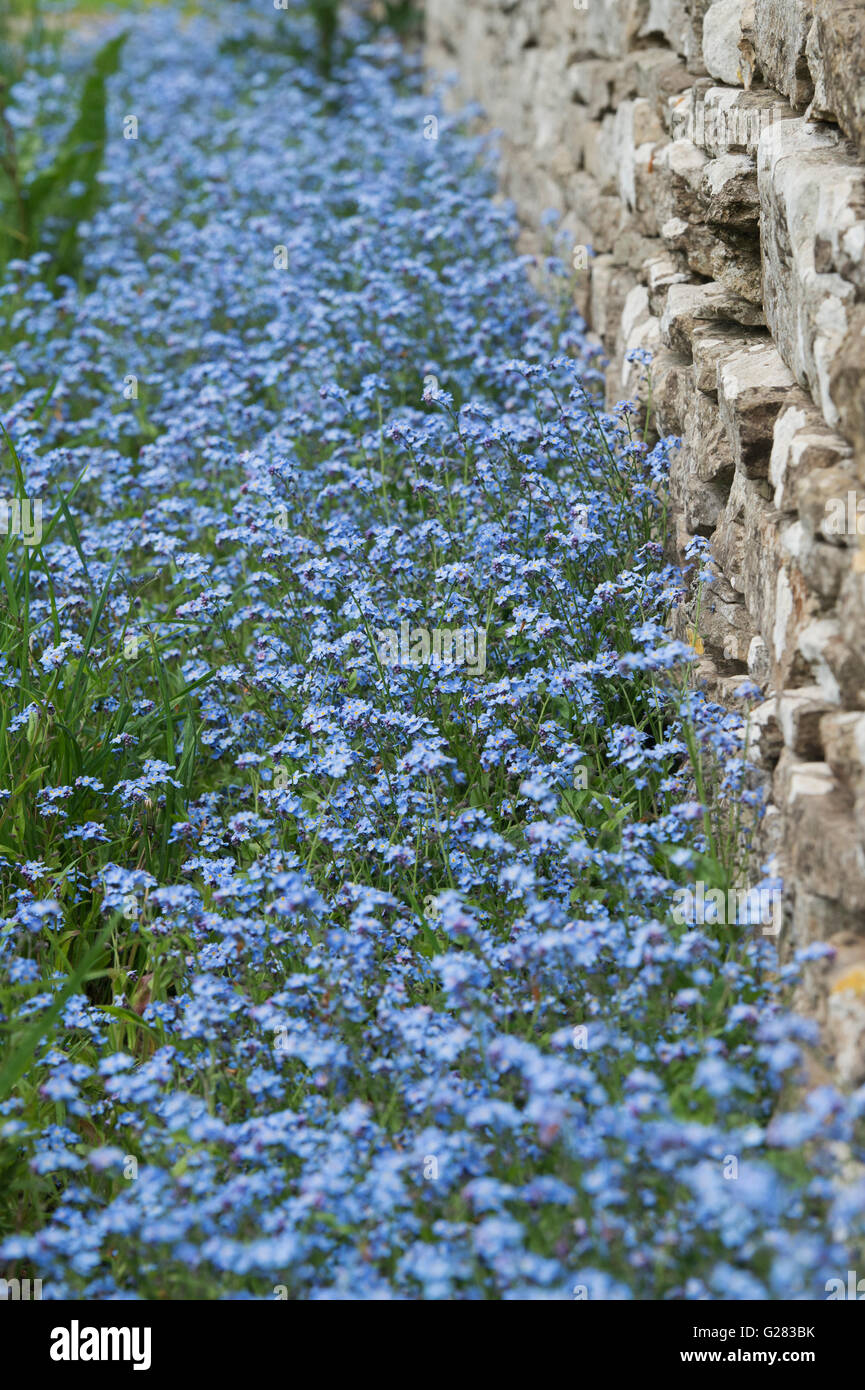 Woodland Forget Me Not Stock Photos & Woodland Forget Me Not Stock ...