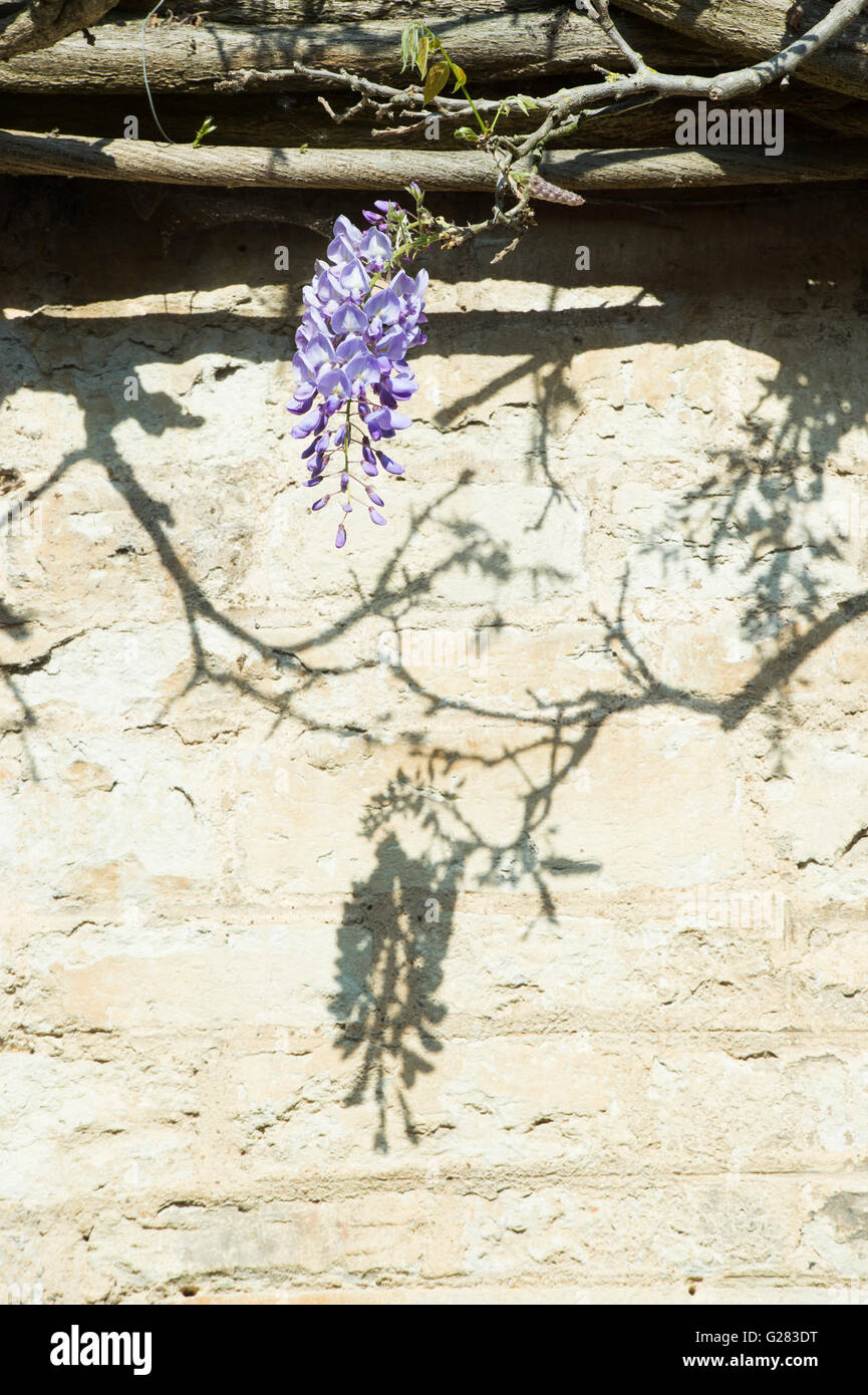 Wisteria flower shadows hi-res stock photography and images - Alamy
