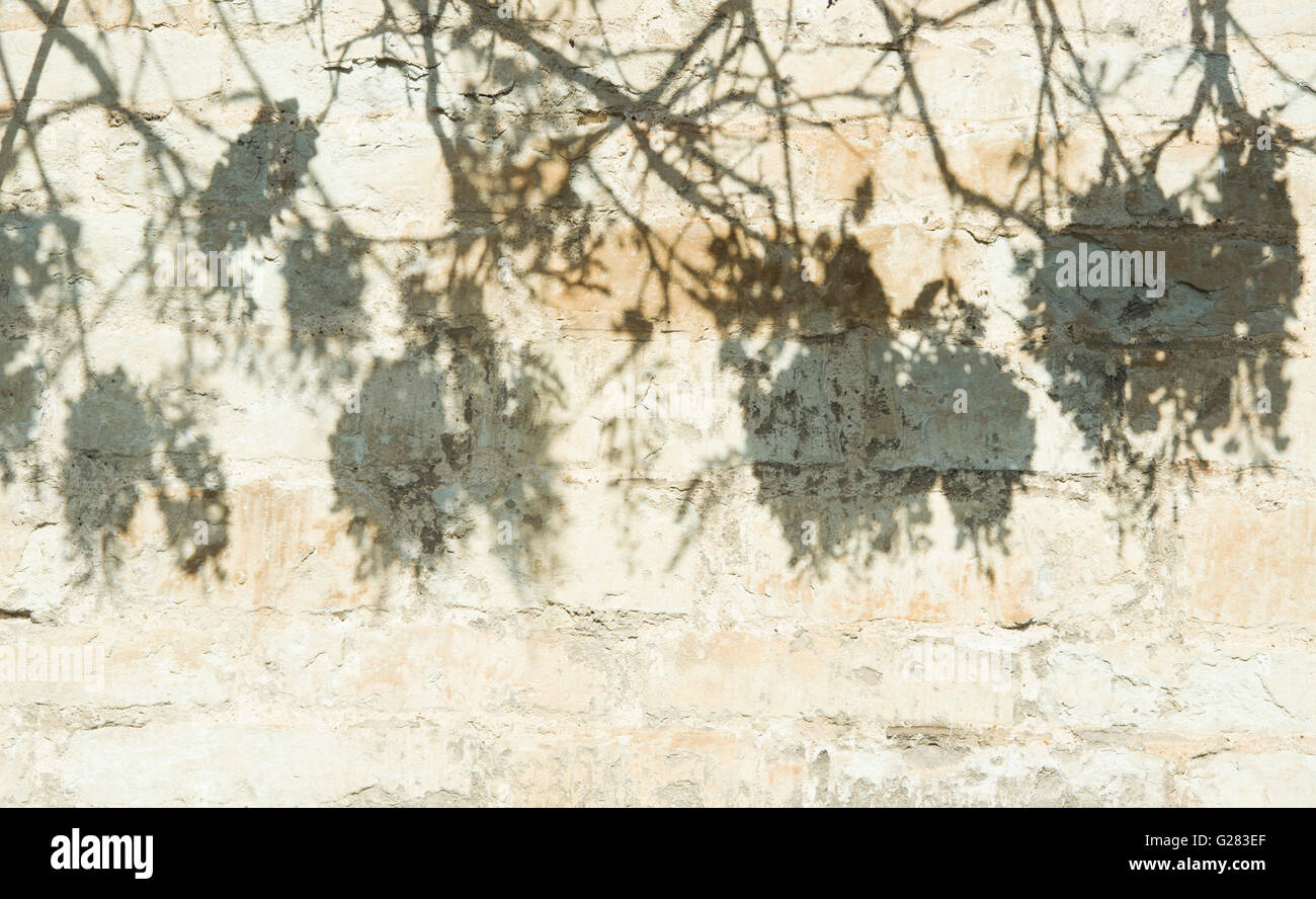 Wisteria stone wall hi-res stock photography and images - Alamy