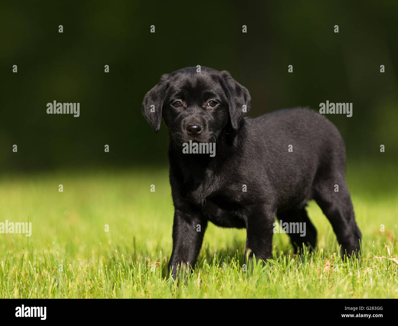 A Black Labrador Retriever Puppy Stock Photo - Alamy