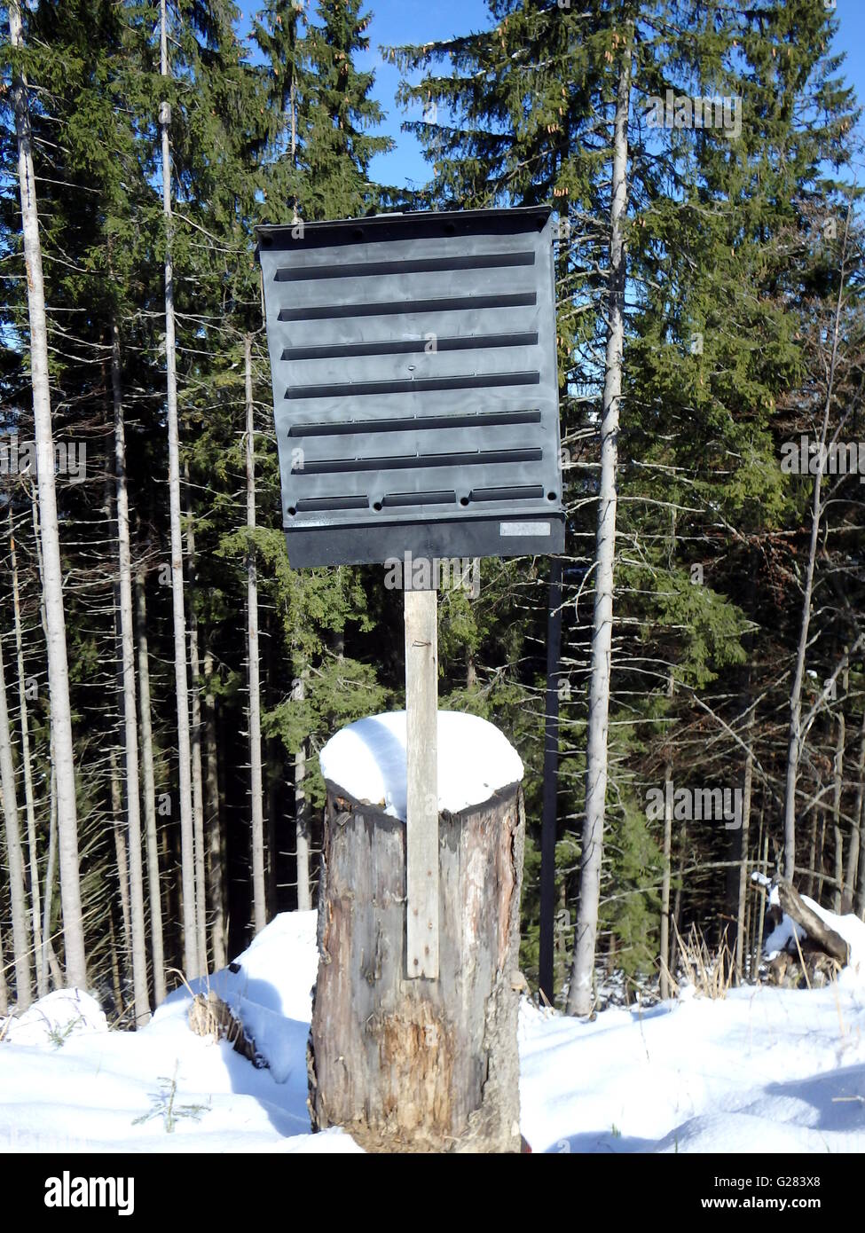 Black pheromone traps insects in the spruce forest Stock Photo - Alamy
