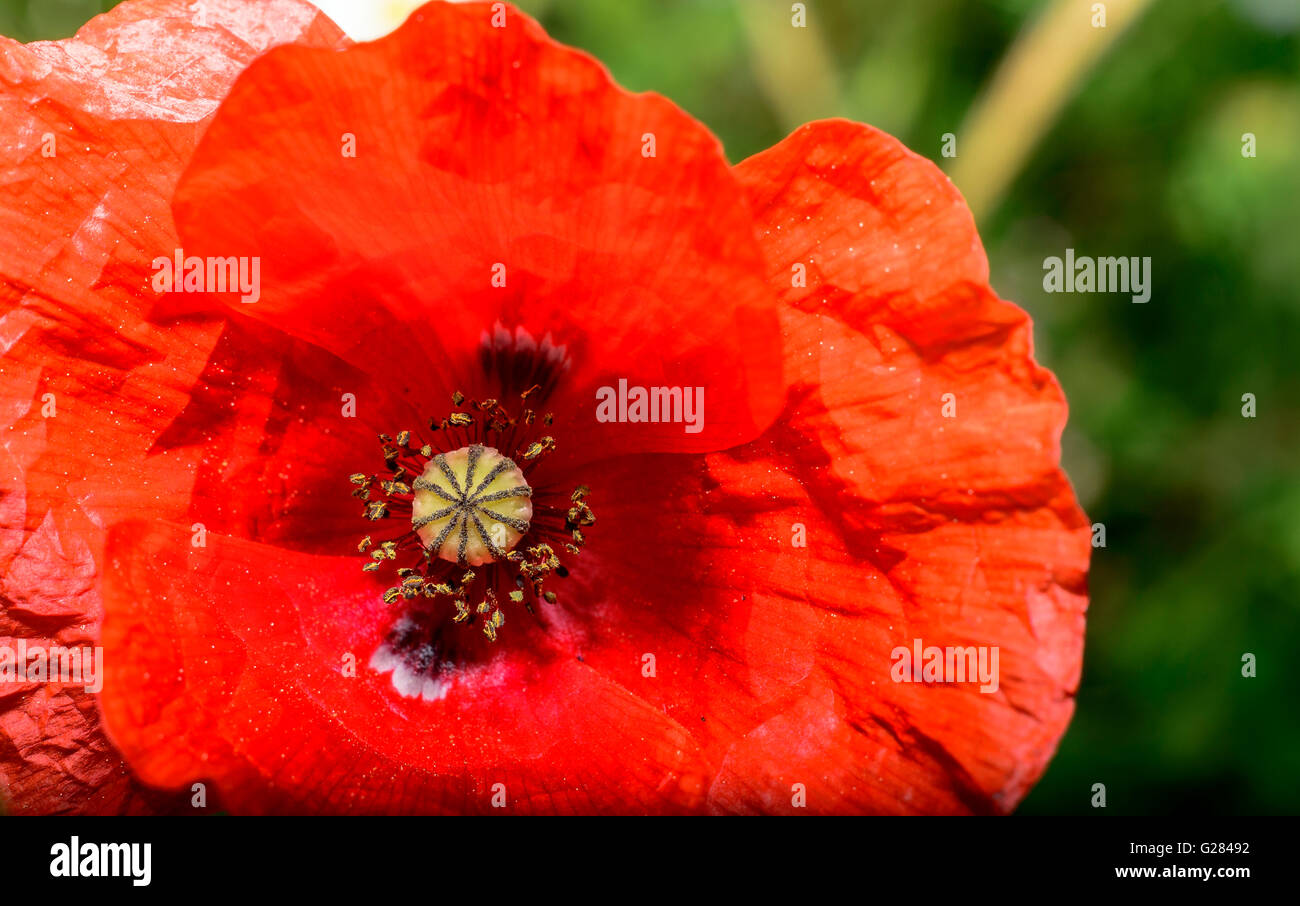 blooming red poppy flower Stock Photo - Alamy